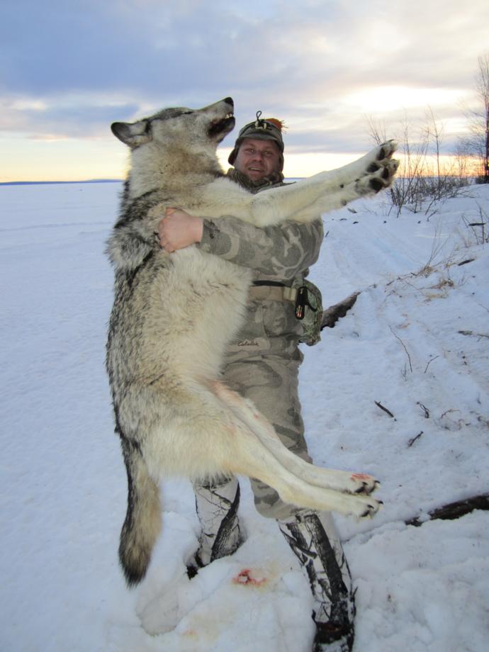 Alberta Wolf Hunting | Canada Wolf Hunting Outfitters, Guide