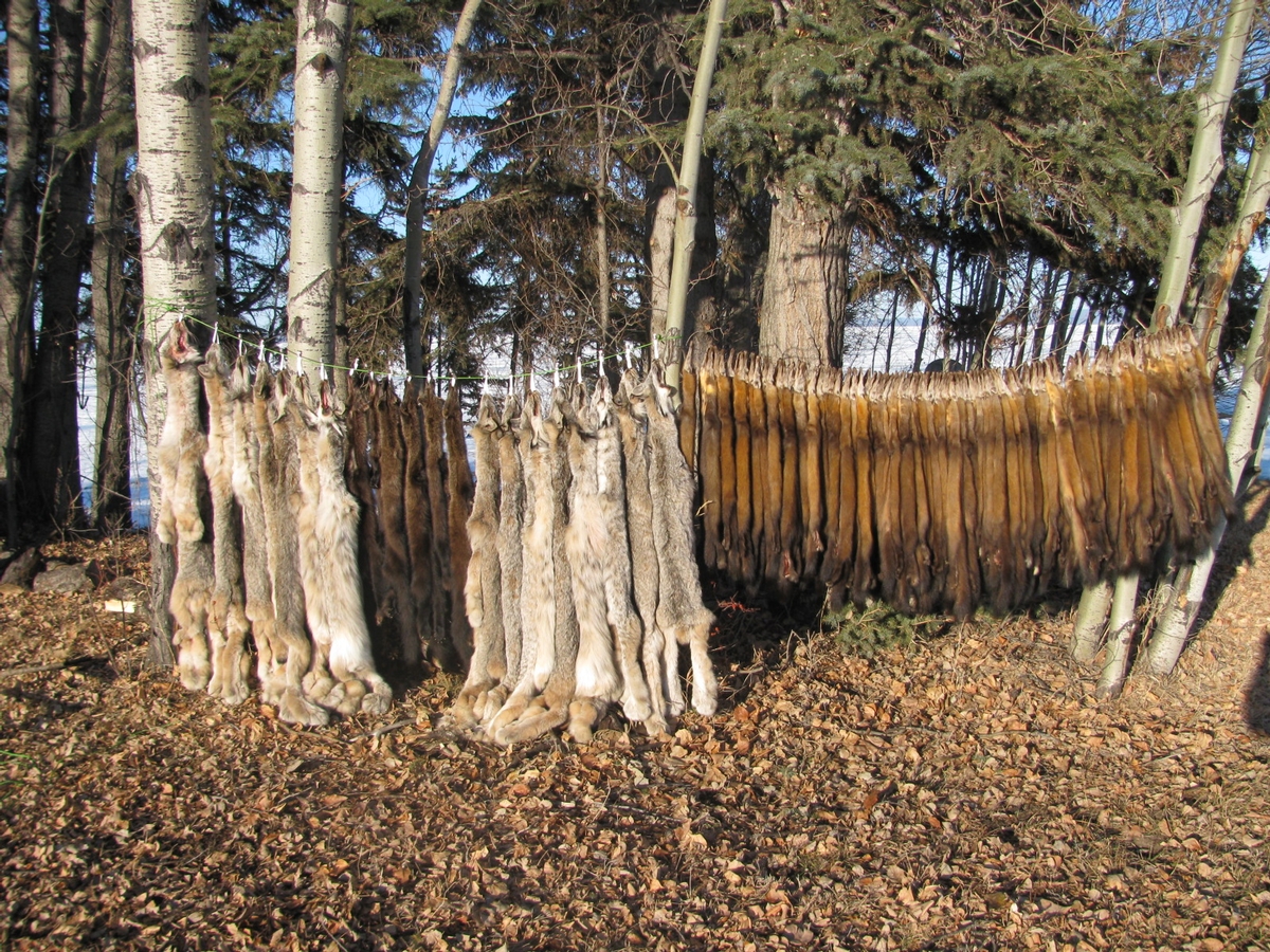 Trapline Trips North Alberta | North Alberta Outfitters