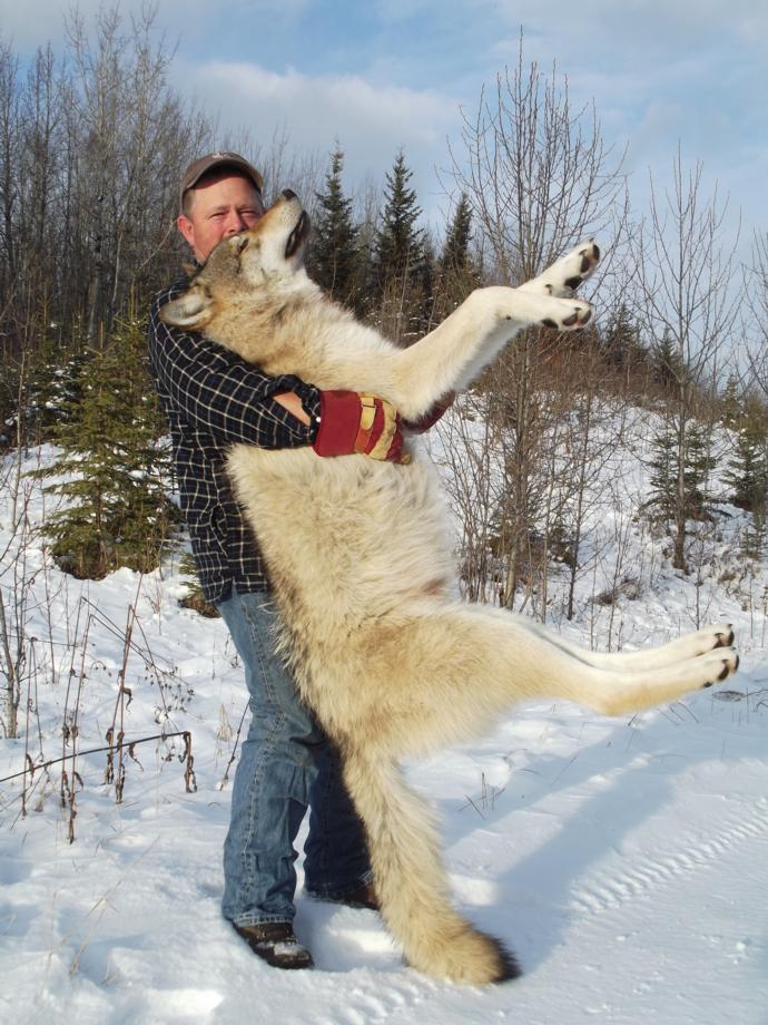 Alberta Wolf Hunting | Canada Wolf Hunting Outfitters, Guide
