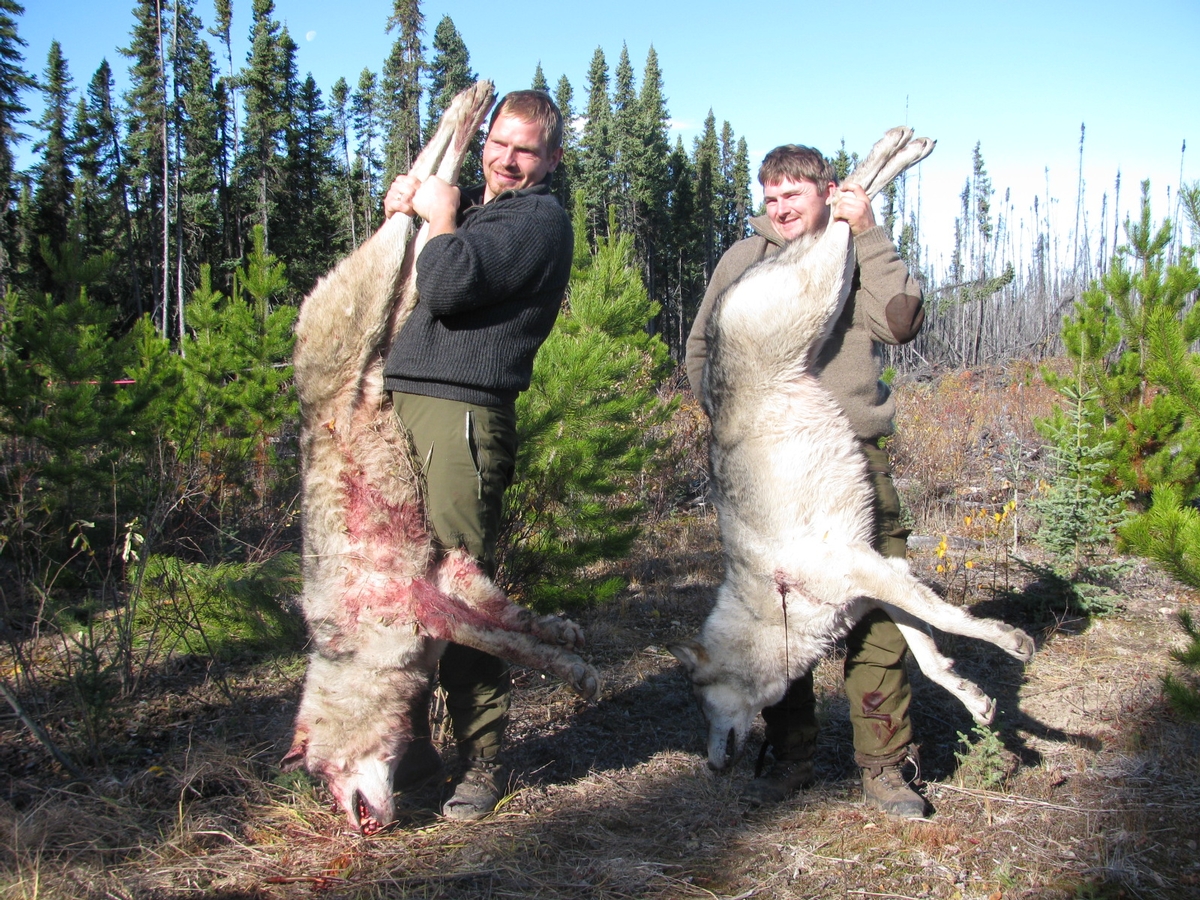Alberta Wolf Hunting | Canada Wolf Hunting Outfitters, Guide